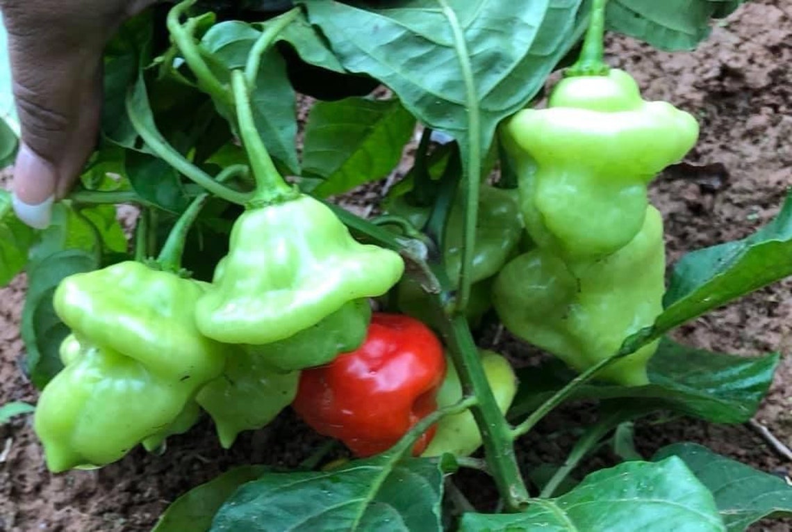 SEEDS Sweet Peppers Ajíes Dulces De Puerto Rico Ajicitos to - Etsy