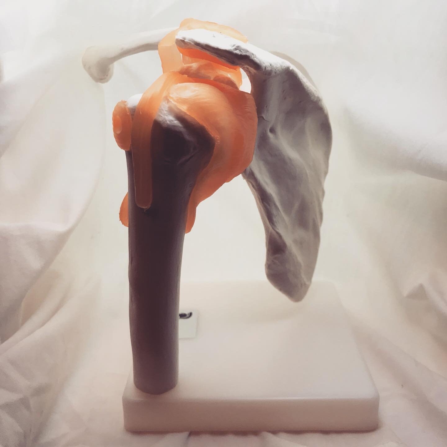 DOCAZON Orthogod - the Shoulder Joint Tabletop Life-size Medical Model ...
