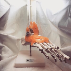 DOCAZON Orthogod - the Ankle Joint Tabletop Life-size Medical Model of ...