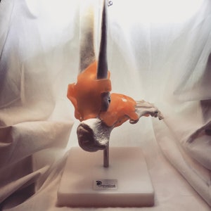 DOCAZON Orthogod - the Ankle Joint Tabletop Life-size Medical Model of ...