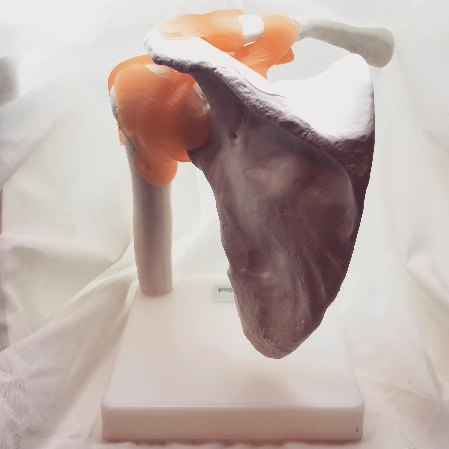 DOCAZON Orthogod - the Shoulder Joint Tabletop Life-size Medical Model ...