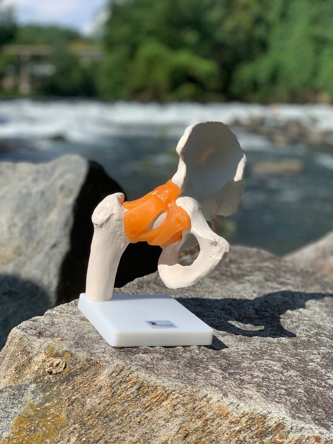 DOCAZON Orthogod - the Hip Joint Tabletop Life-size Medical Model of ...