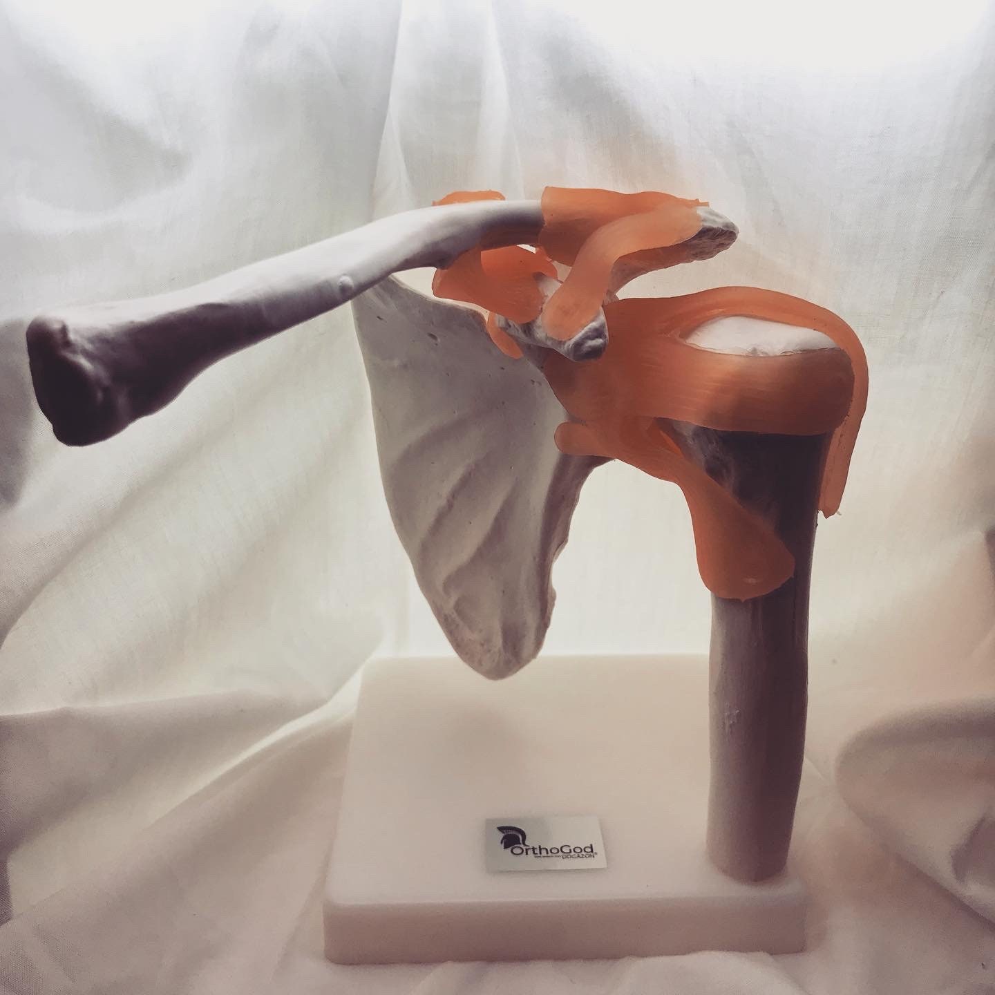 DOCAZON Orthogod - the Shoulder Joint Tabletop Life-size Medical Model ...