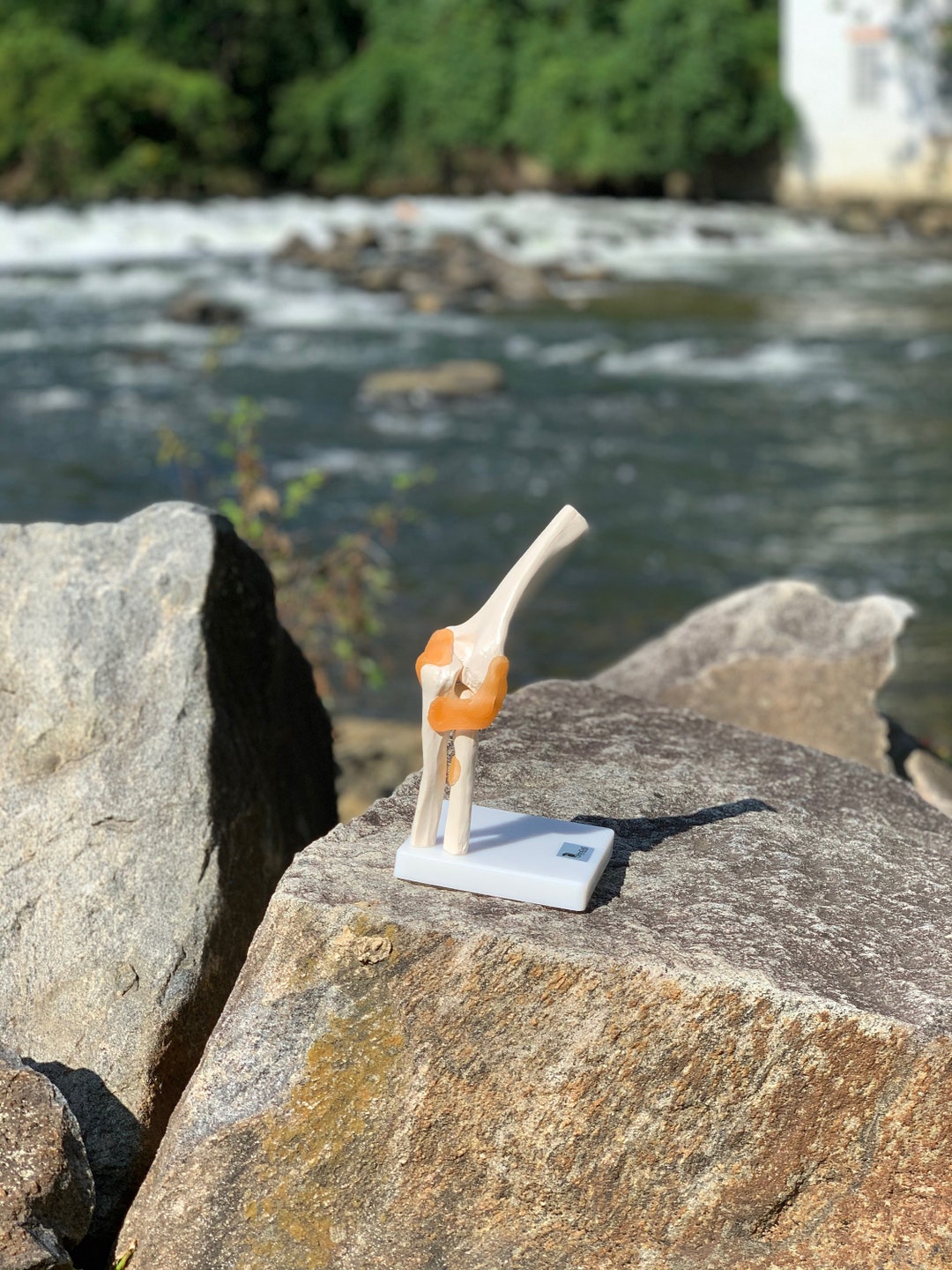 DOCAZON Orthogod - the Elbow Joint Tabletop Life-size Medical Model of ...