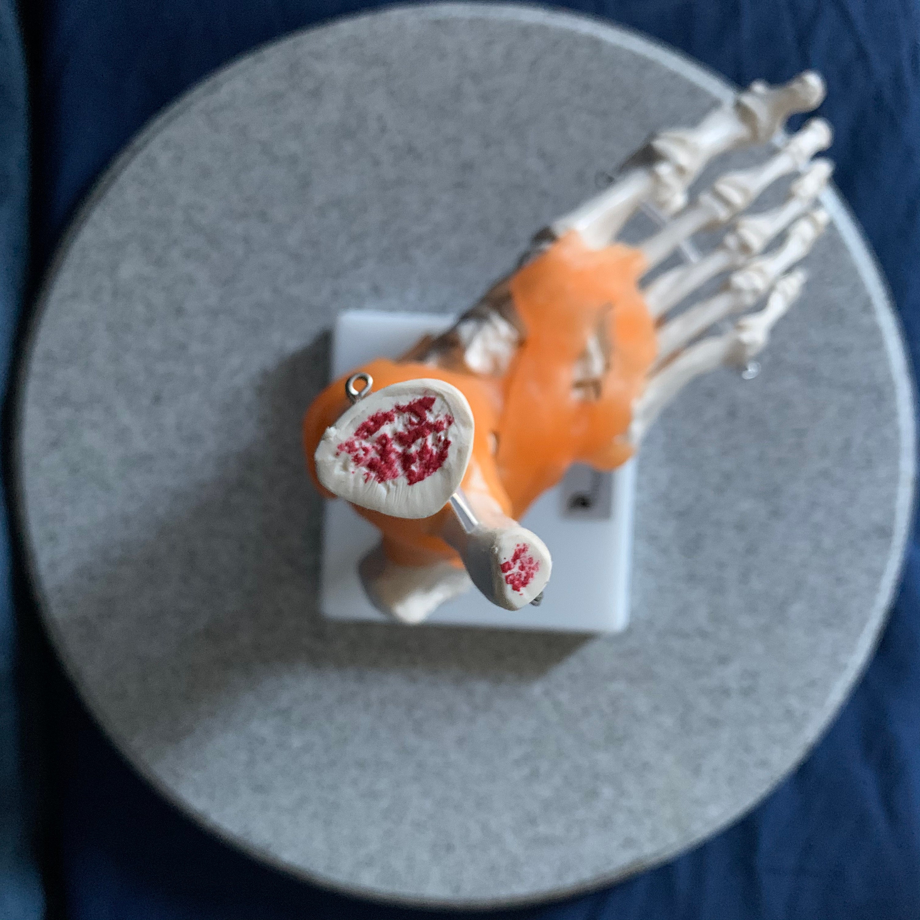 DOCAZON Orthogod - the Ankle Joint Tabletop Life-size Medical Model of ...