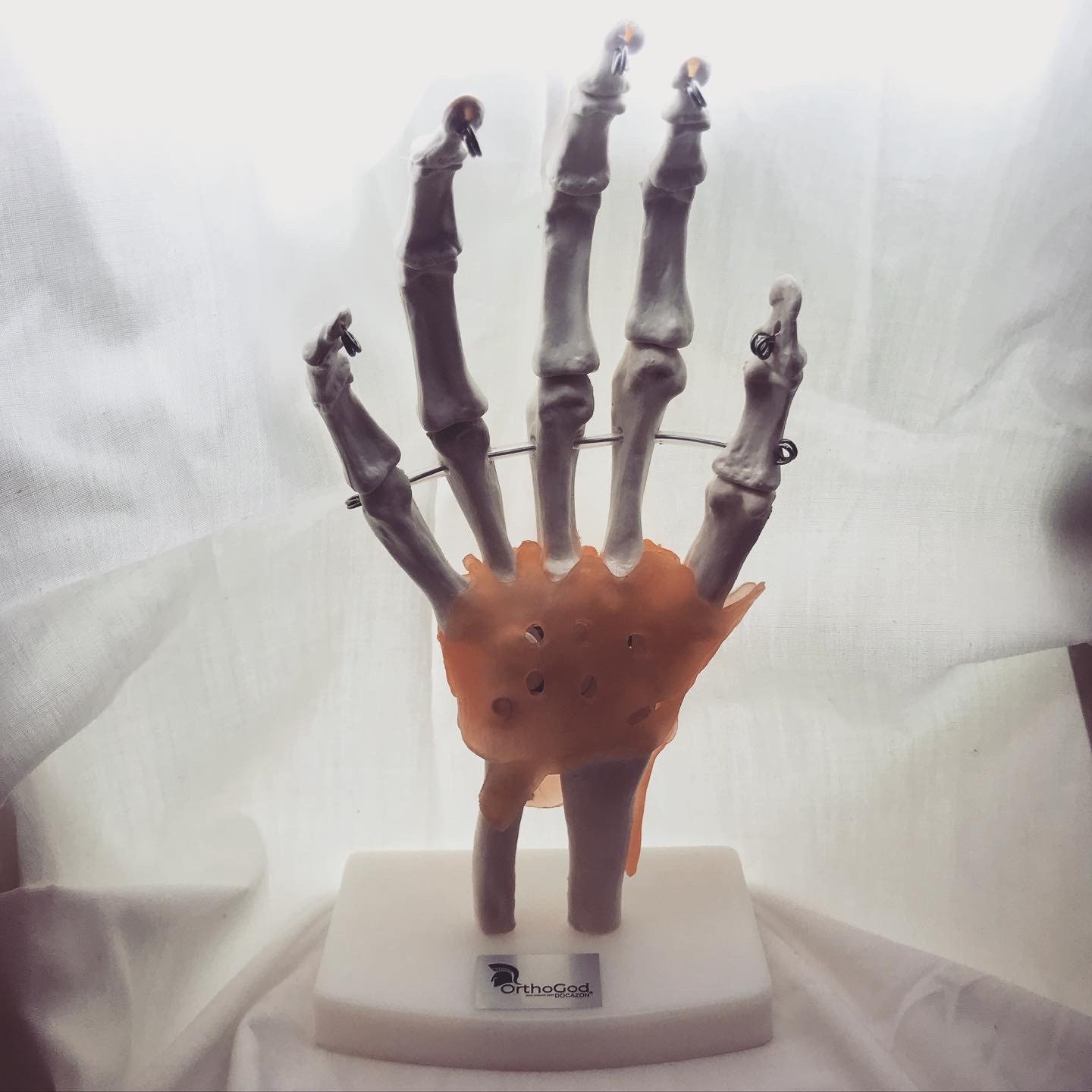 DOCAZON Orthogod - the Wrist Joint Tabletop Life-size Medical Model of ...