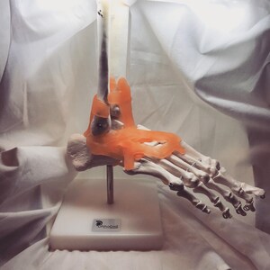 DOCAZON Orthogod - the Ankle Joint Tabletop Life-size Medical Model of ...