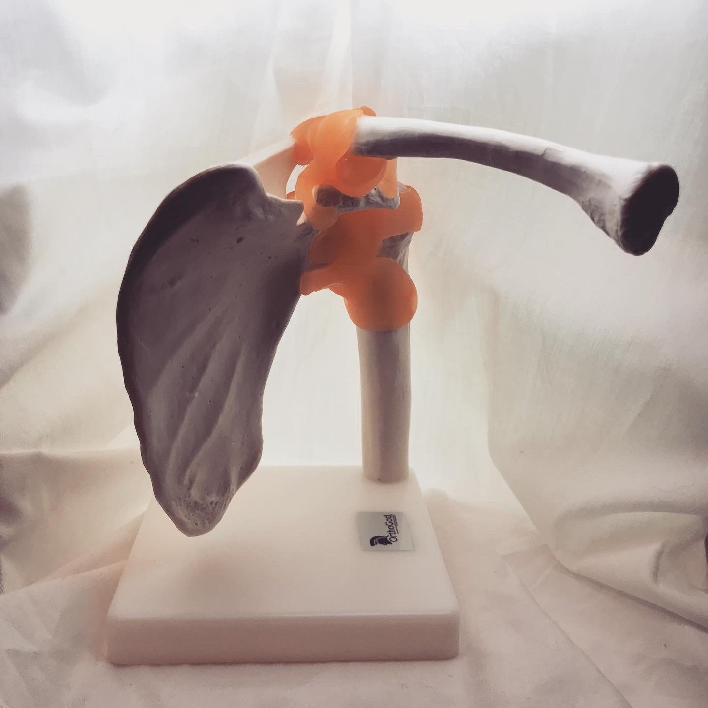 DOCAZON Orthogod - the Shoulder Joint Tabletop Life-size Medical Model ...