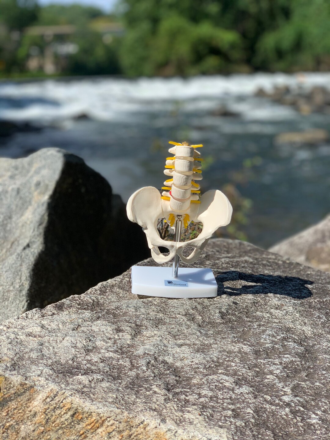 DOCAZON Orthogod - the Lower Back Tabletop Half-size Medical Model of ...