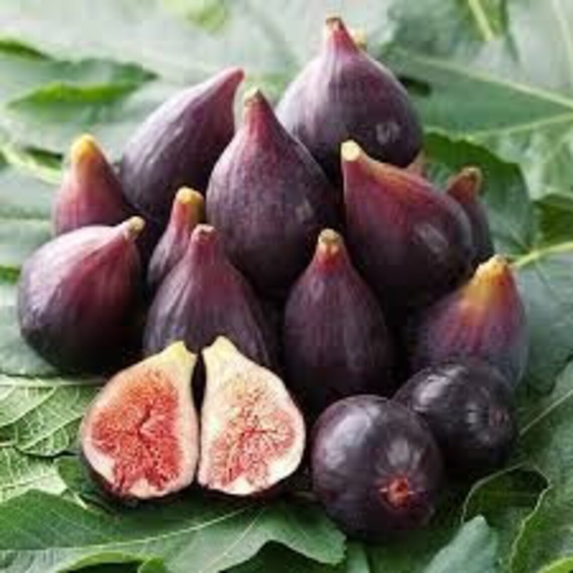 Fig Fragrance Oil - Etsy
