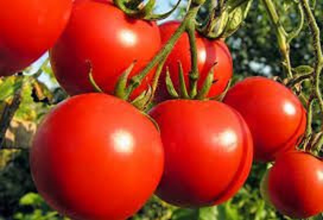 Sun Ripened Tomato Fragrance Oil - Etsy