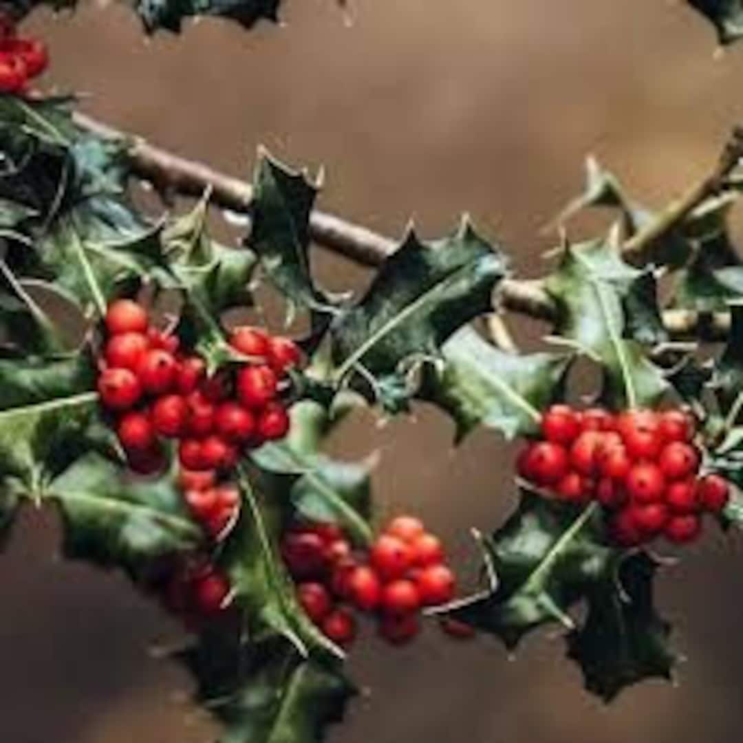 Hollyberry Fragrance Oil - Etsy