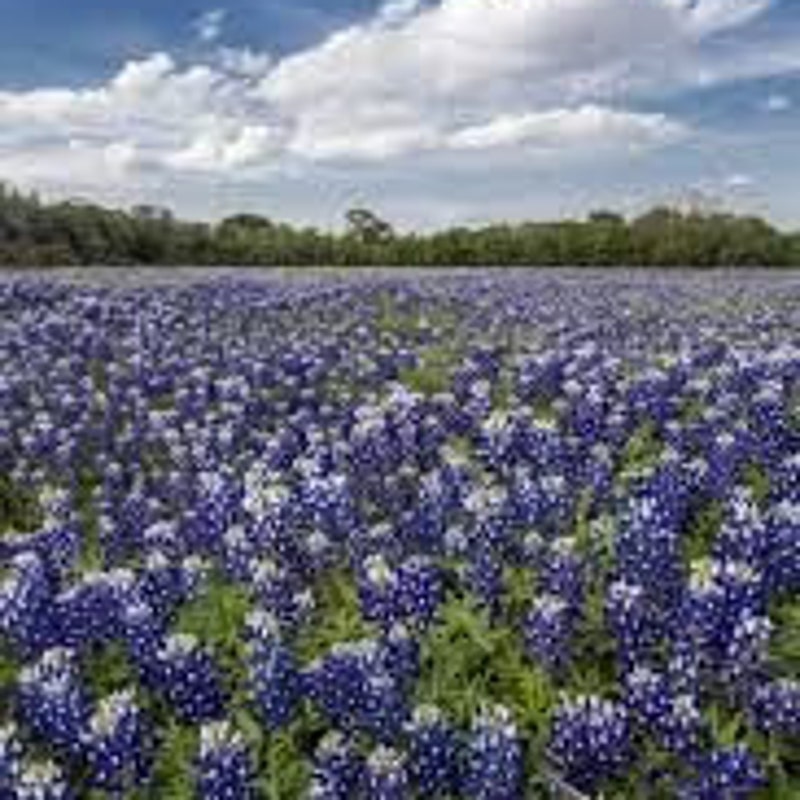 Blue Bonnets Candles - Etsy