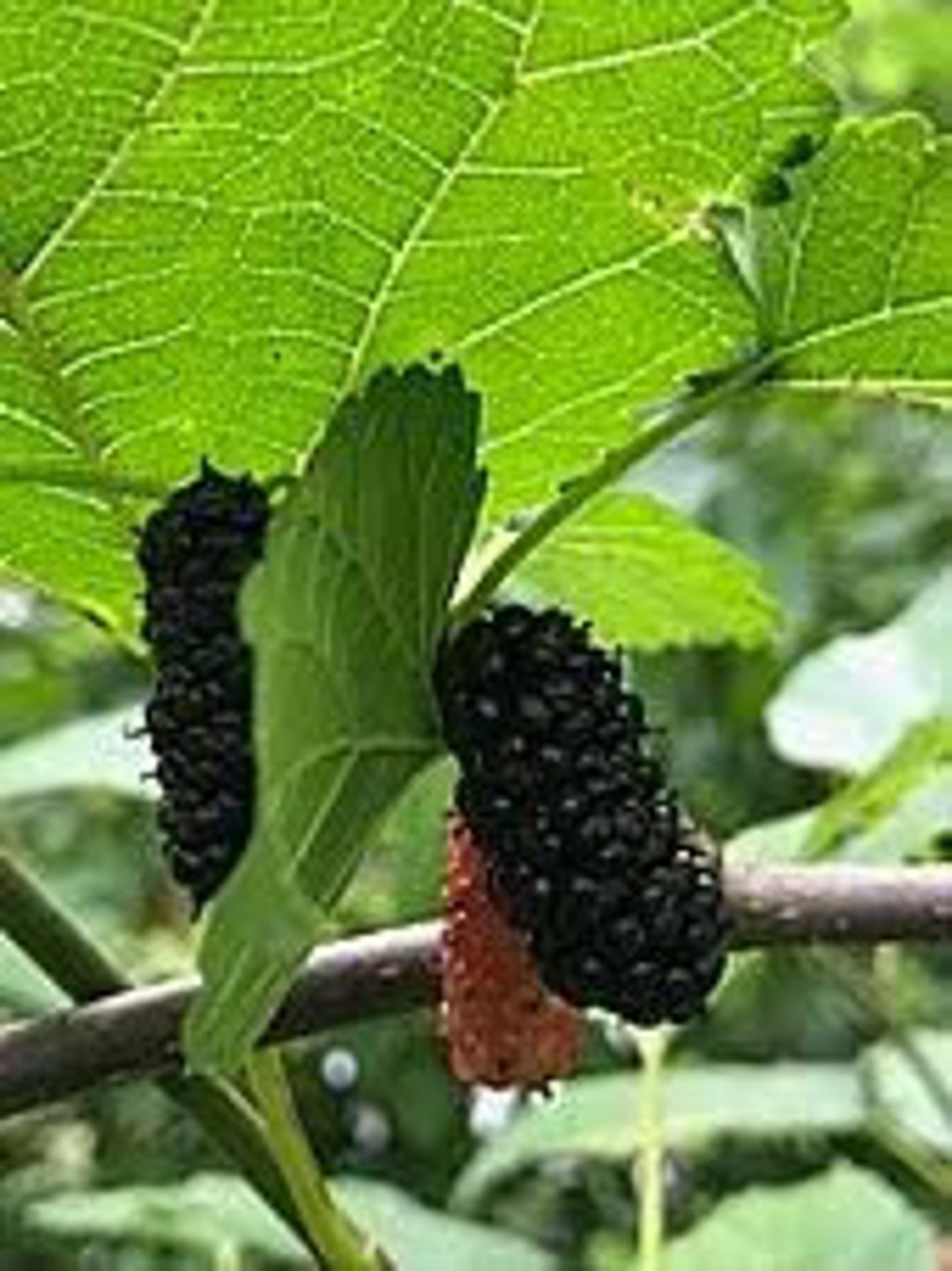 Mulberry Fragrance Oil - Etsy