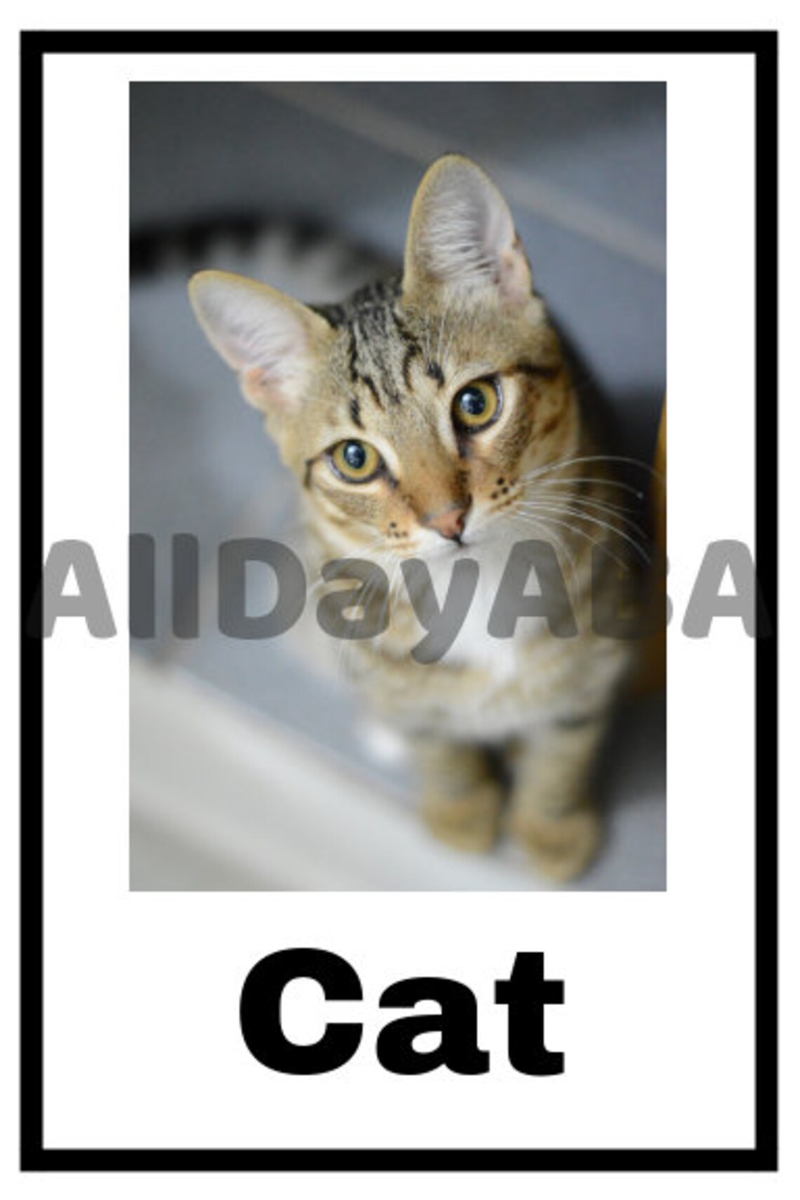 Animal Flash Cards Toddler Learning Toddler Activities - Etsy
