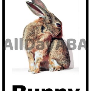 Animal Flash Cards - Toddler Learning, Toddler Activities, Montessori ...