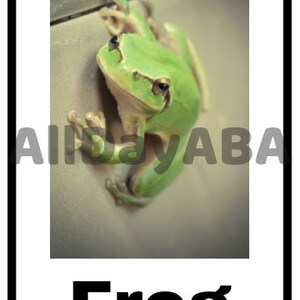 Animal Flash Cards - Toddler Learning, Toddler Activities, Montessori ...