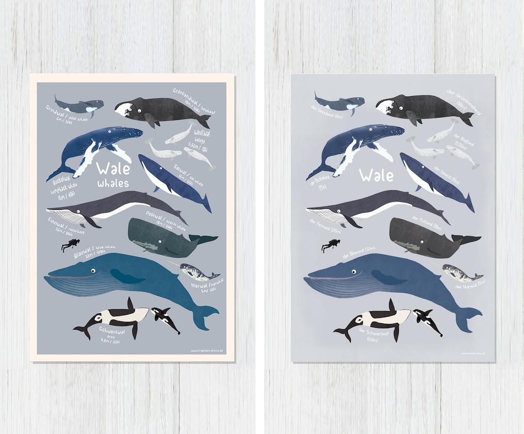 Whales, Poster A4, 2 Variants, Illustrations, Animals, Whale Poster ...