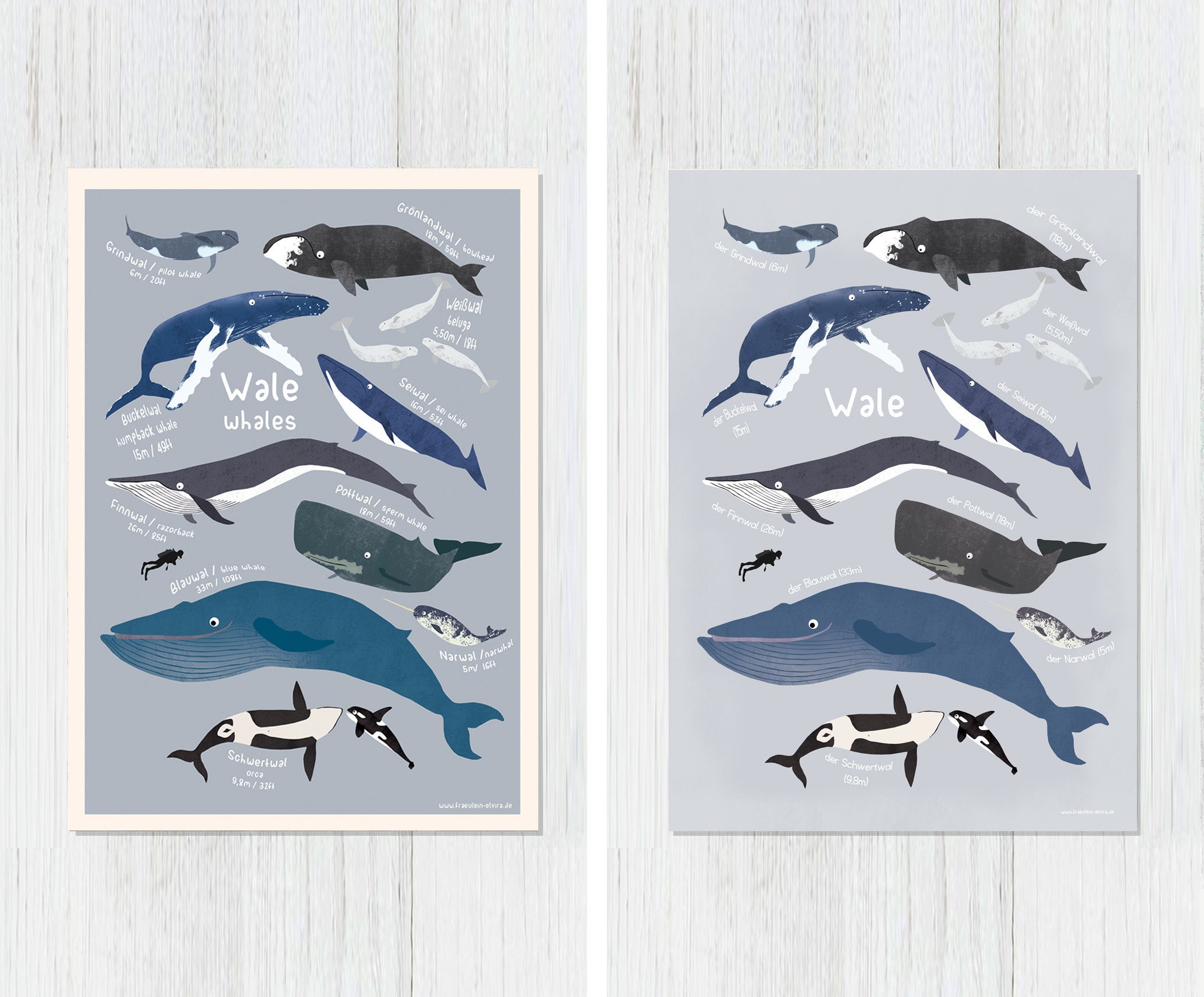 Wale, Poster A4, 2 Varianten, Illustrationen, Tiere, Walposter ...