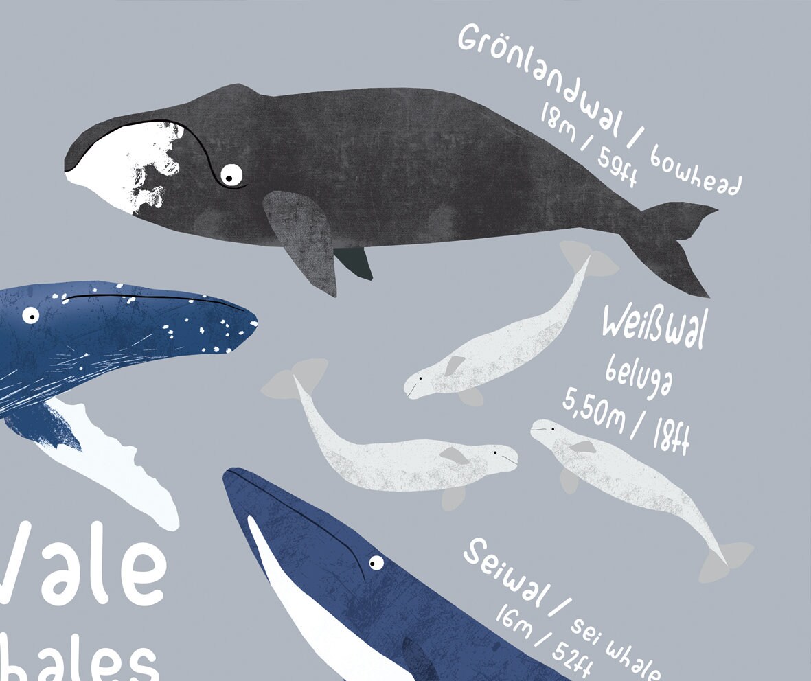 Whales Poster A4 2 Variants Illustrations Animals Whale | Etsy