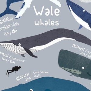 Wale, Poster DIN A3 & DIN A2, mit Posterleiste, 2 Varianten, Walposter ...