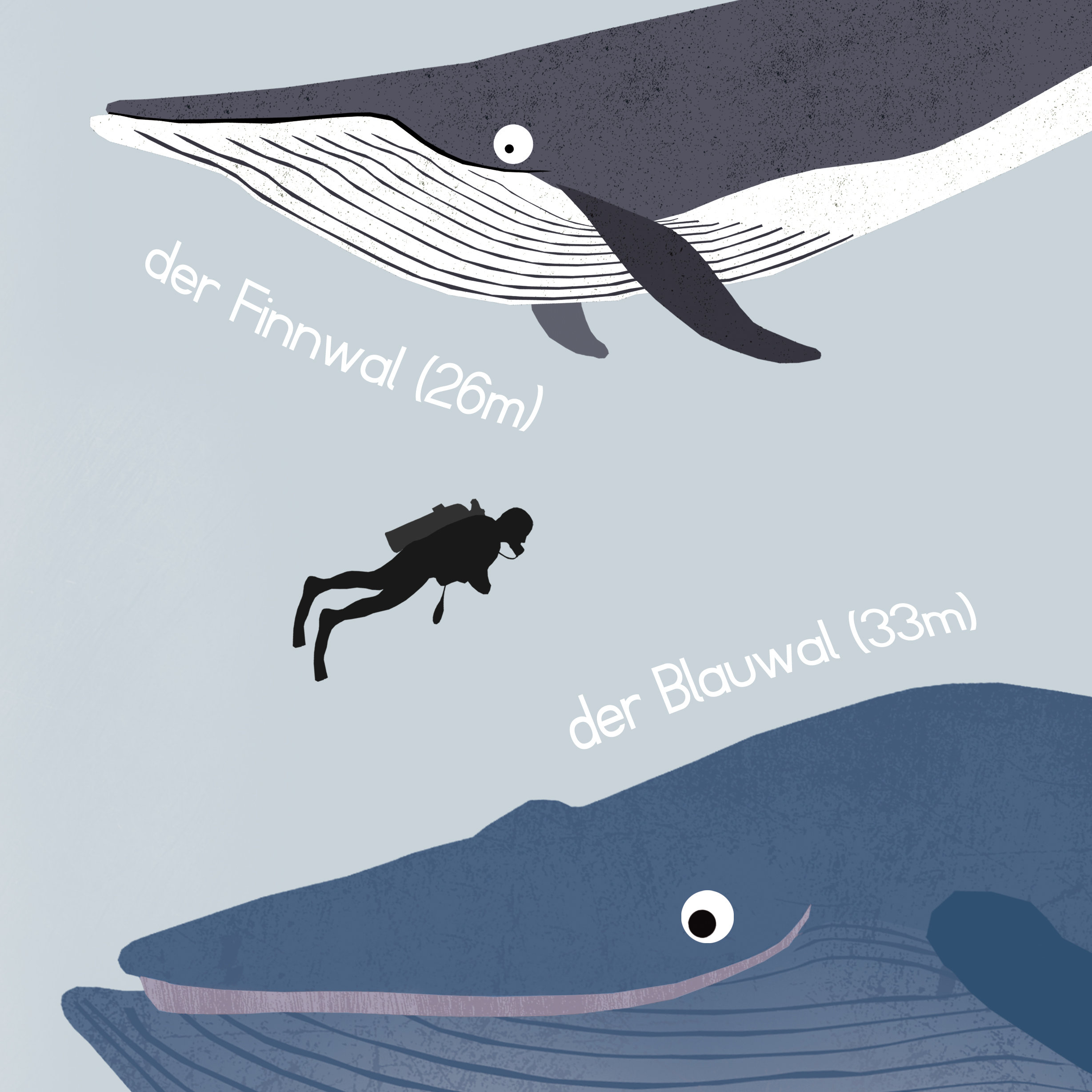 Wale Poster A4 2 Varianten Illustrationen Tiere | Etsy