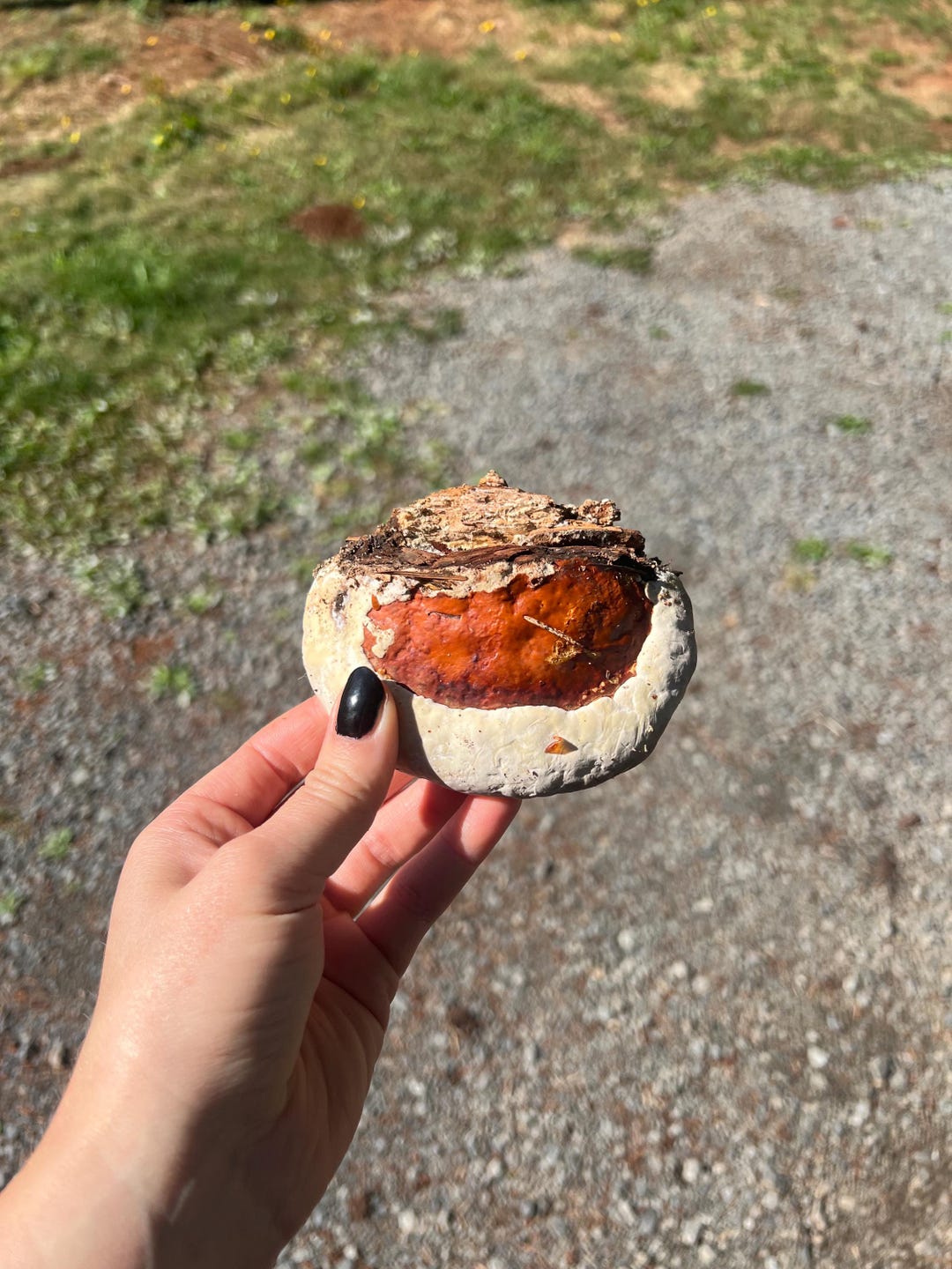 Small Tree Conk Mushroom Fungi Polyspore for Home Decor, Arts & Crafts ...