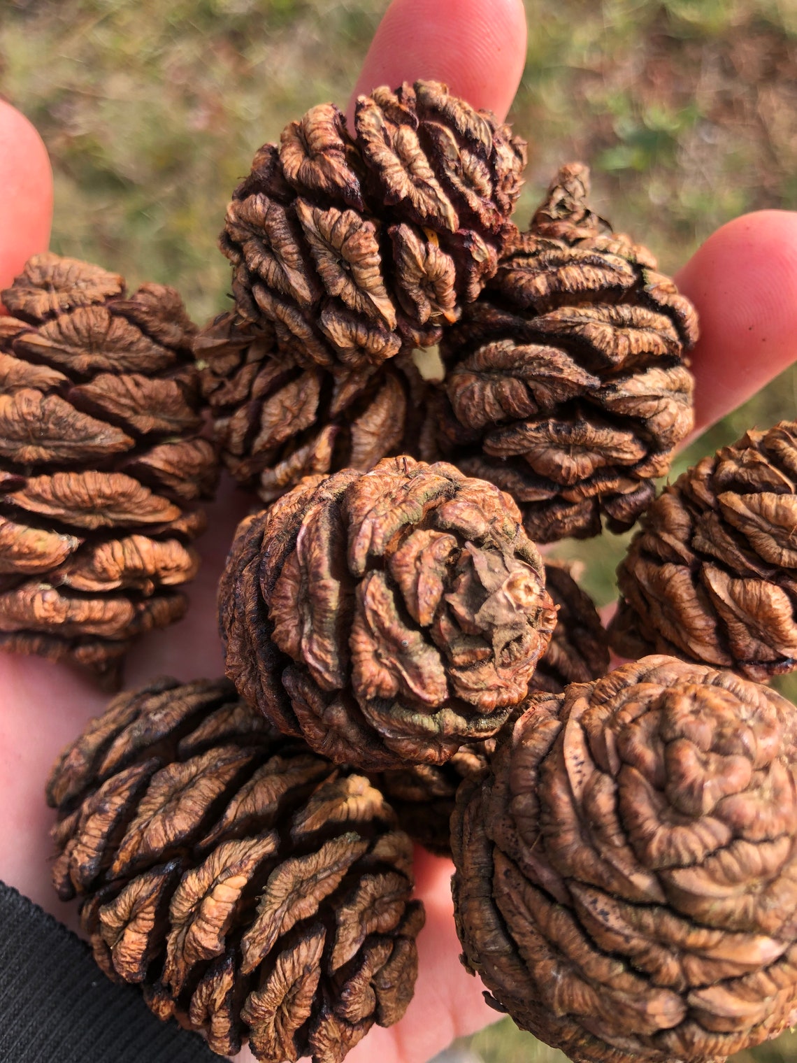 Giant Sequoia Tree Cones (sequoiadendron Giganteum) for Crafts and Home ...