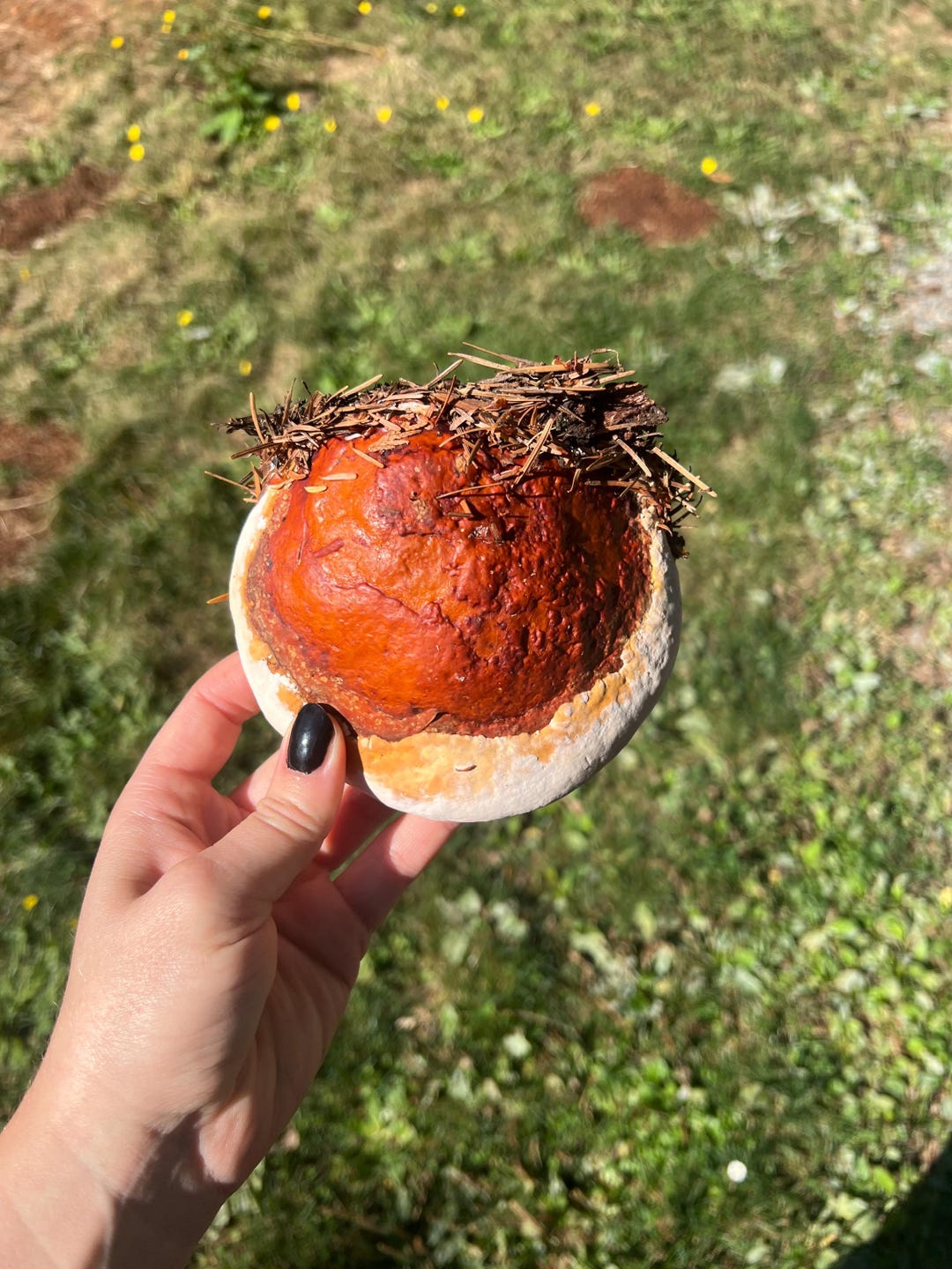 Medium Tree Conk Mushroom Fungi Polyspore for Home Decor, Arts & Crafts ...