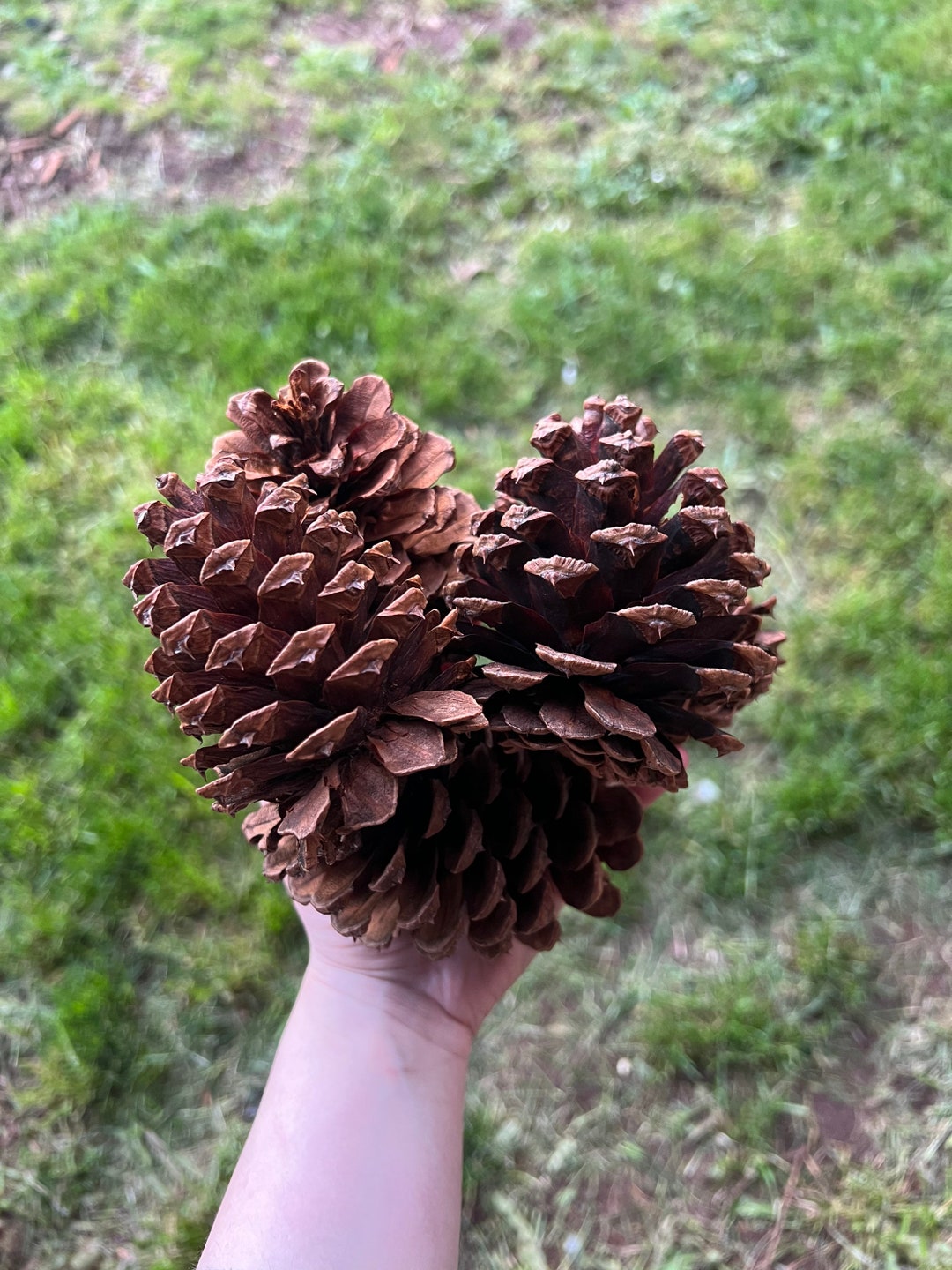Ponderosa Pine Cones (set of 6): Oregon Grown, Holiday Crafts - Etsy