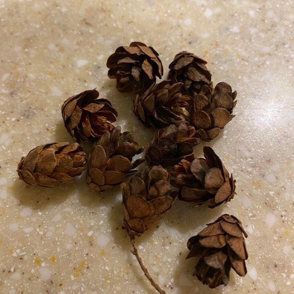Hemlock Pine Cones - Etsy