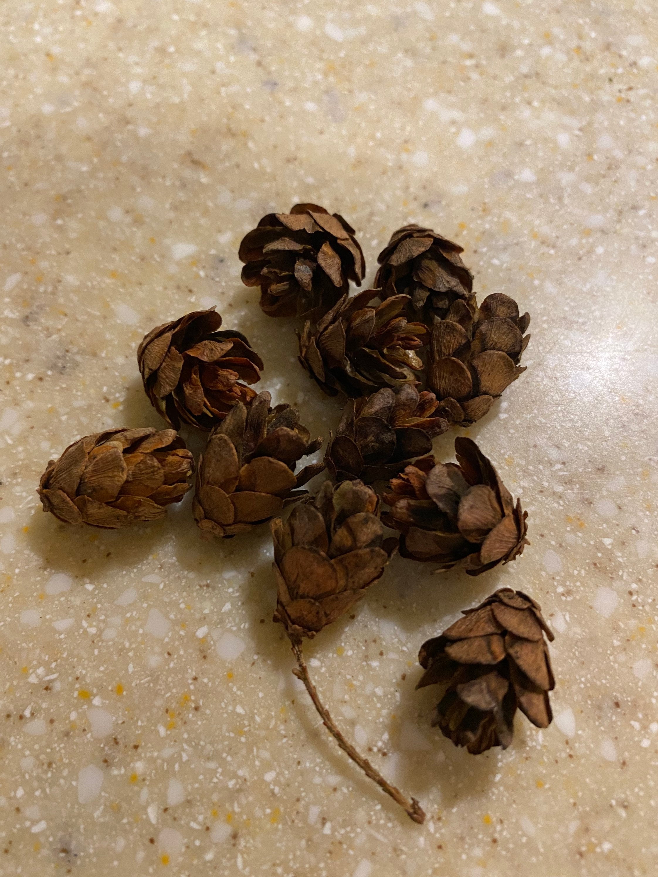Western Hemlock Cones