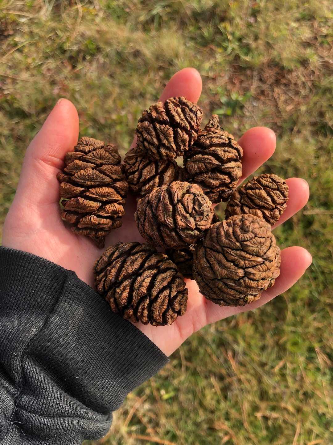 Giant Sequoia Tree Cones (sequoiadendron Giganteum) for Crafts and Home ...