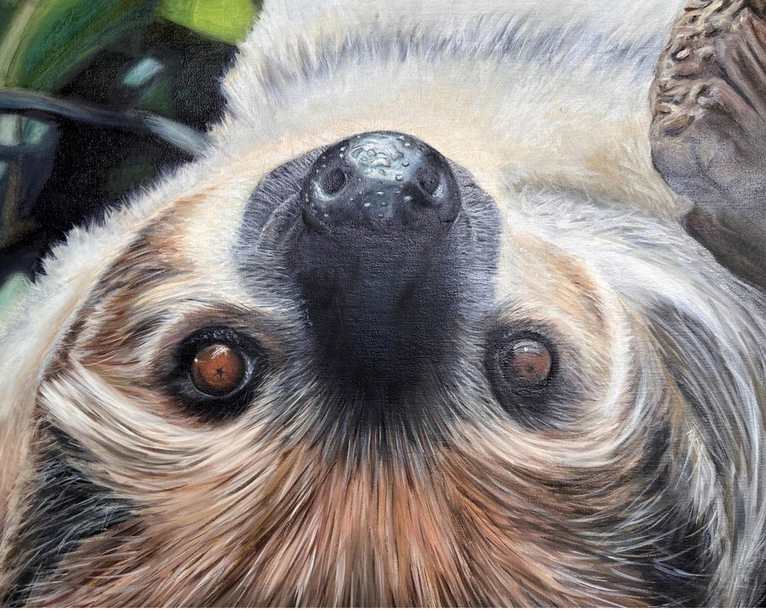 Oil Painting of Sloth, Original, Canvas Wall Art, Realistic, Framed to ...