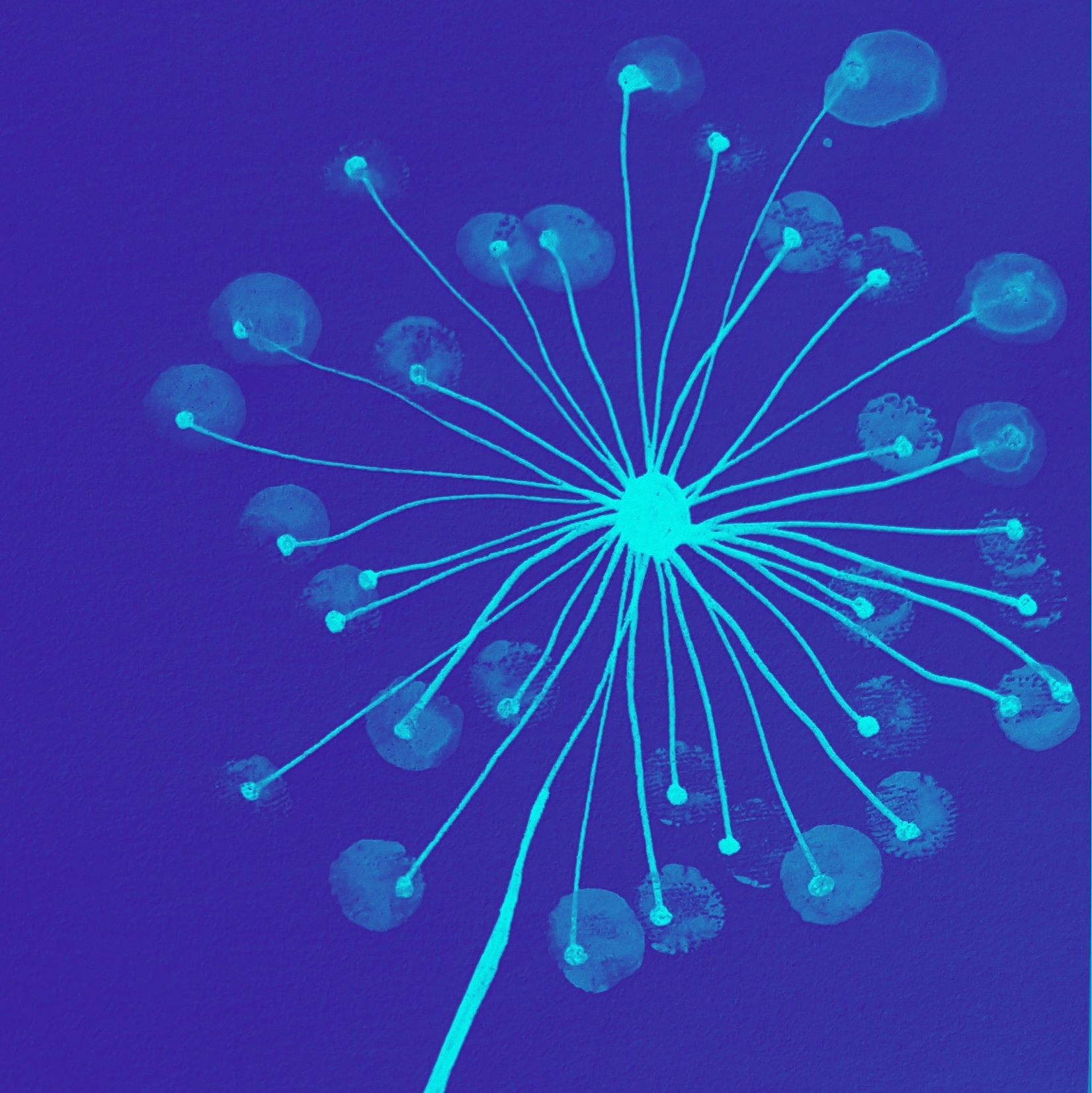 Blue Puffball Dandelion Square Greetings Card - Etsy