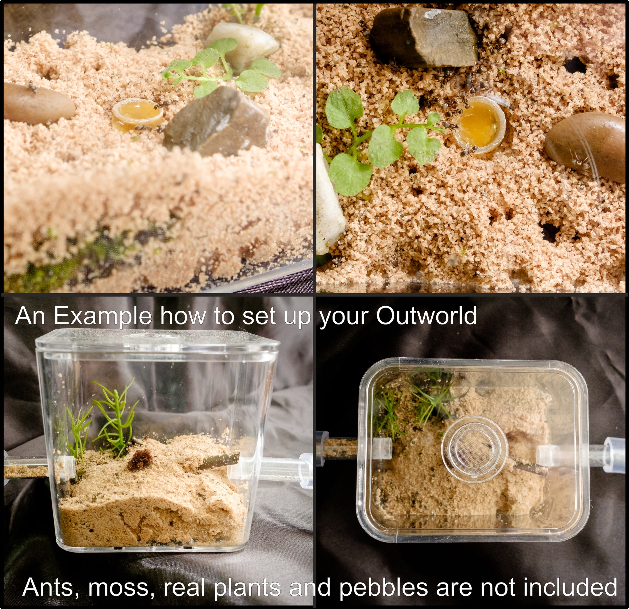 Small Ant Spider Insects Arena Formicarium Farm Ant Housing Your Ant ...