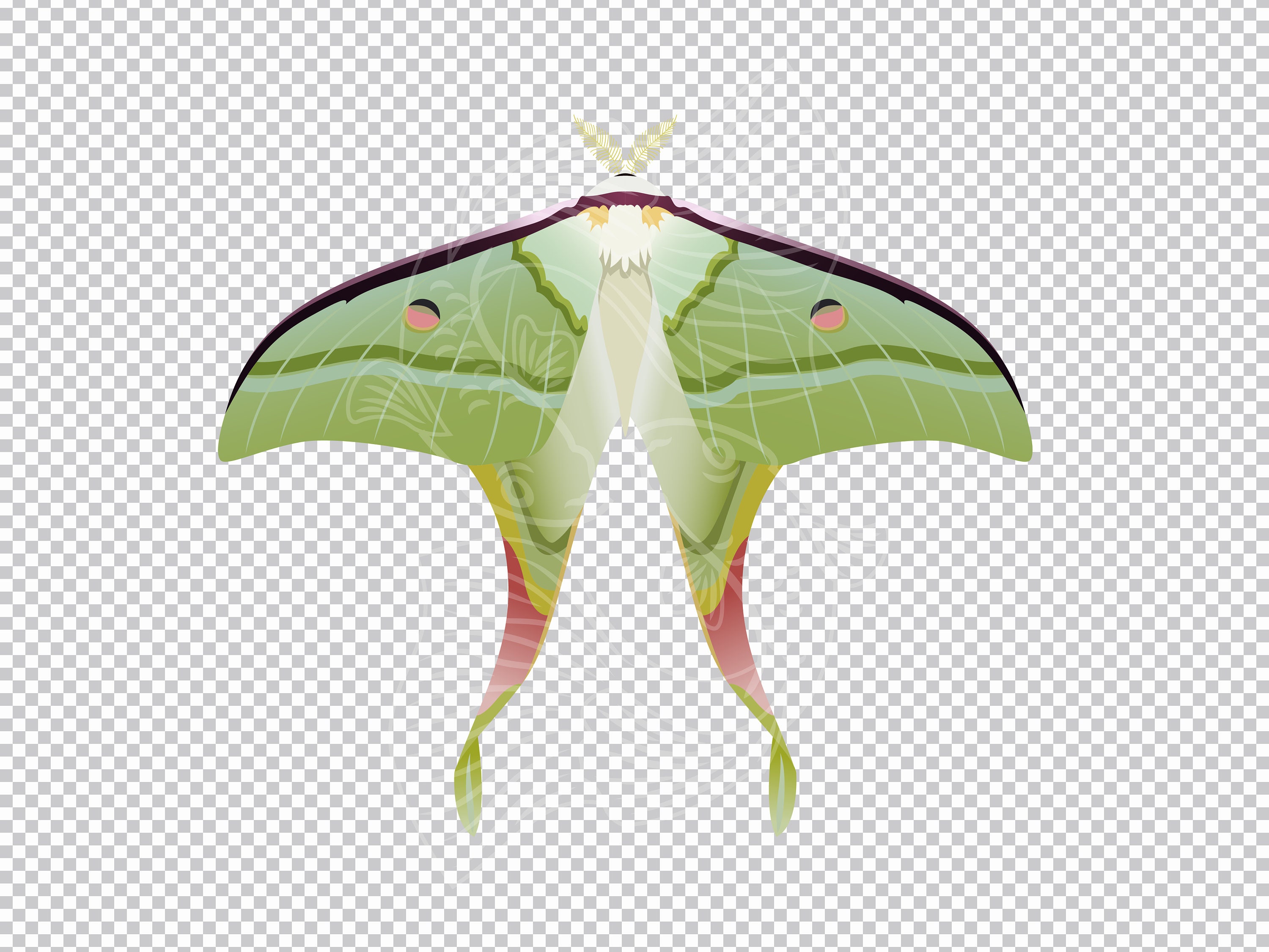 Vector Pack 4 Highly Detailed Luna Moth Drawings in 4 Vector - Etsy