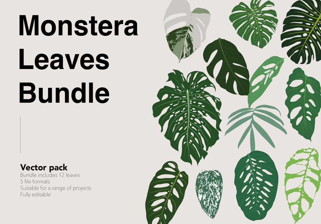 Monstera Leaf Digital Illustrations Bundle - Etsy
