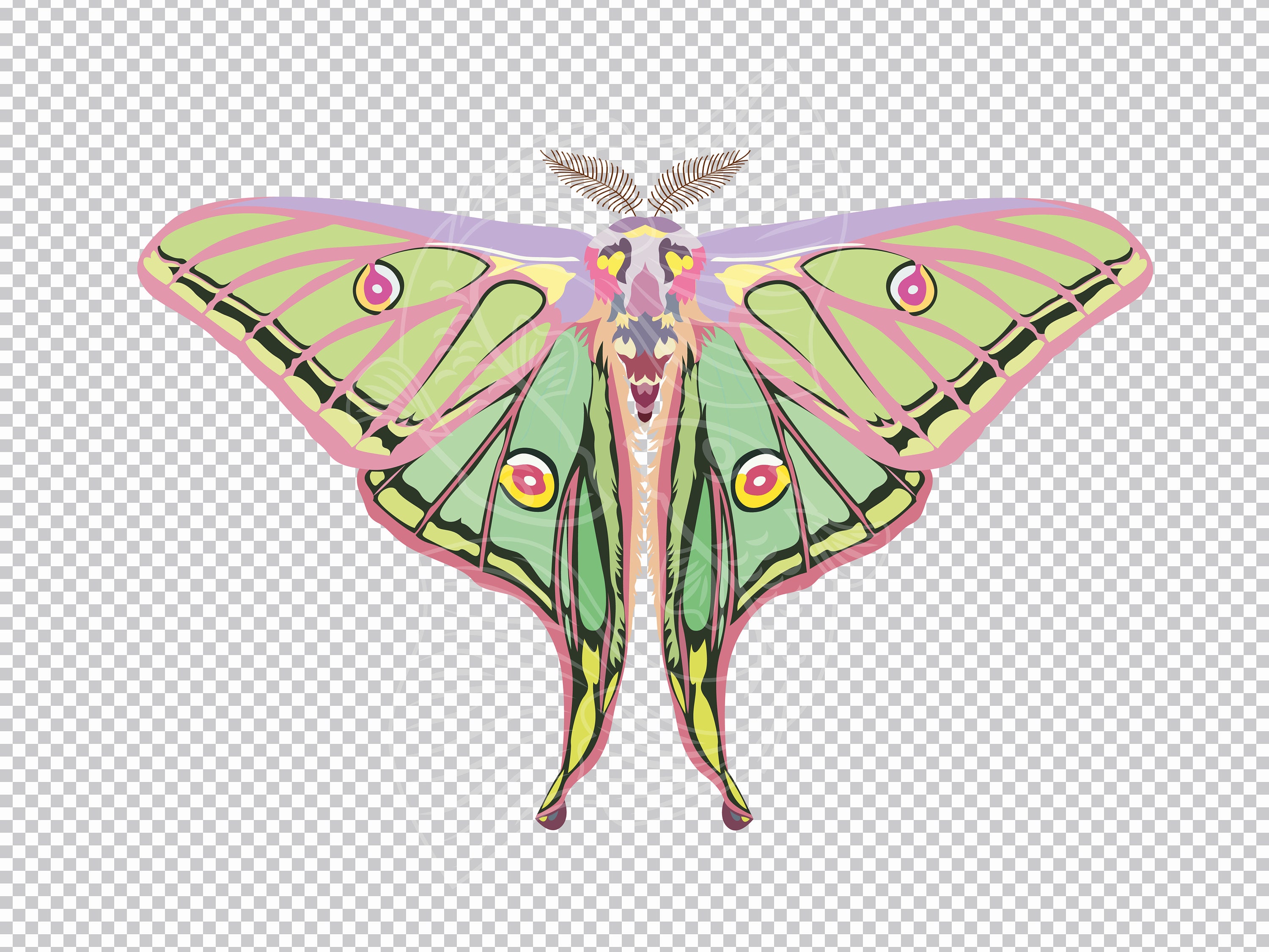 Vector Pack 4 Highly Detailed Luna Moth Drawings in 4 Vector - Etsy
