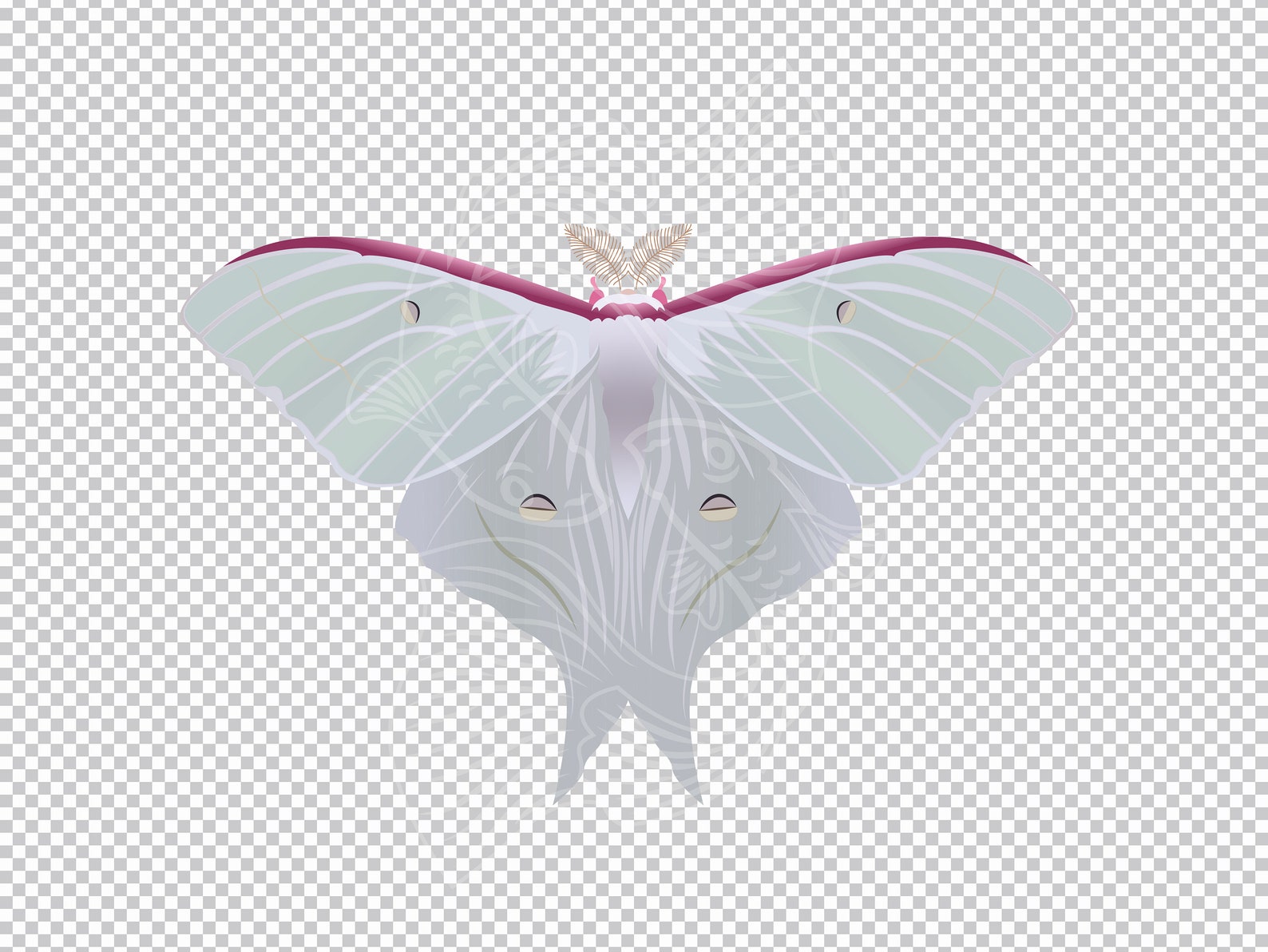 Vector Pack 4 Highly Detailed Luna Moth Drawings in 4 Vector - Etsy