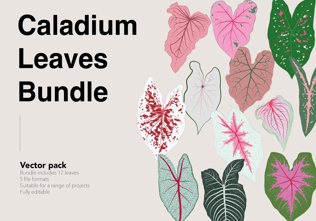 Caladium Leaf Digital Illustrations Bundle - Etsy