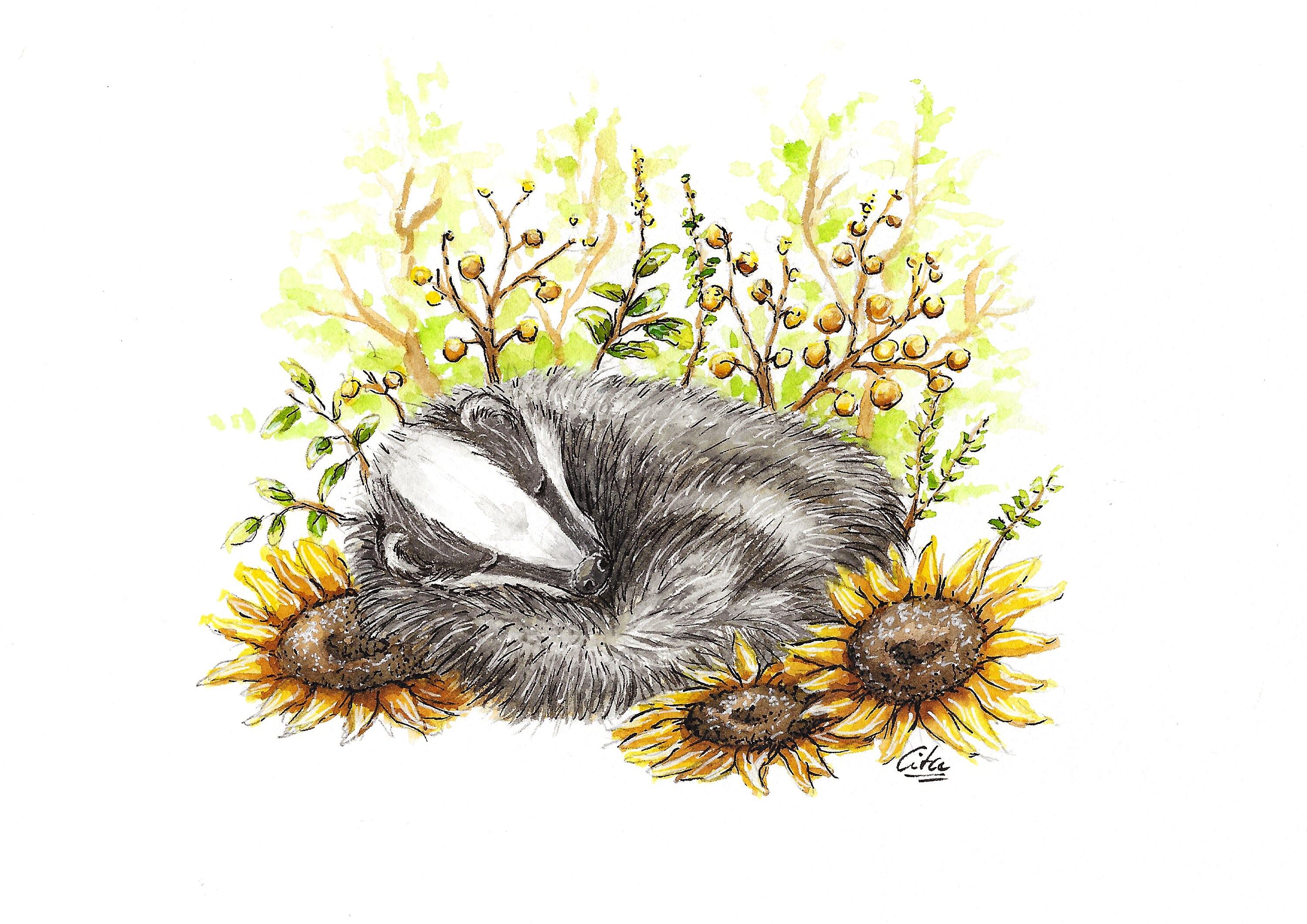 Sleepy Badger in the Flower Field Print Poster DIN A4 or - Etsy