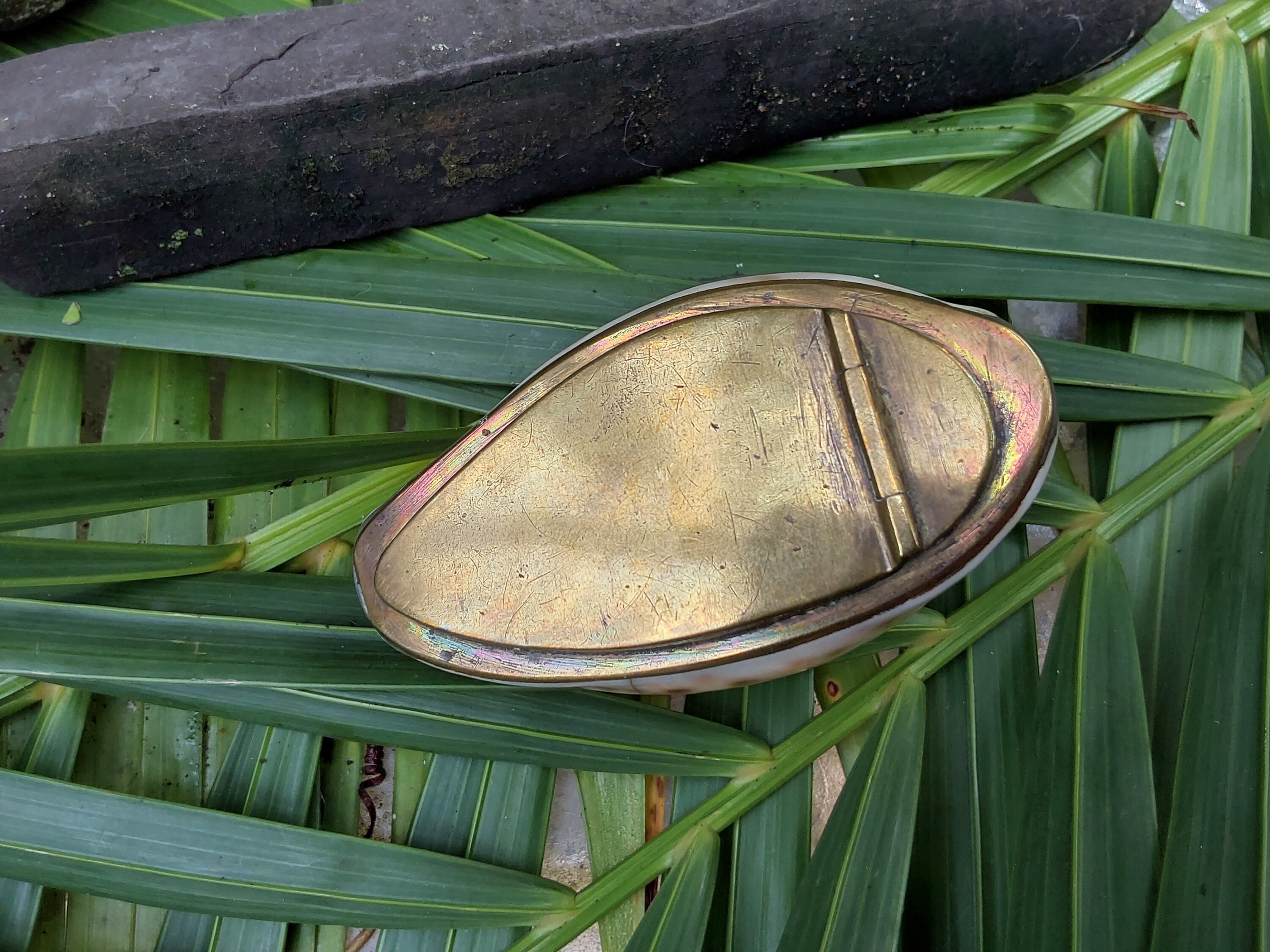 Victorian Cowrie Shell Snuff Box Antique Sea Shell Hinged - Etsy