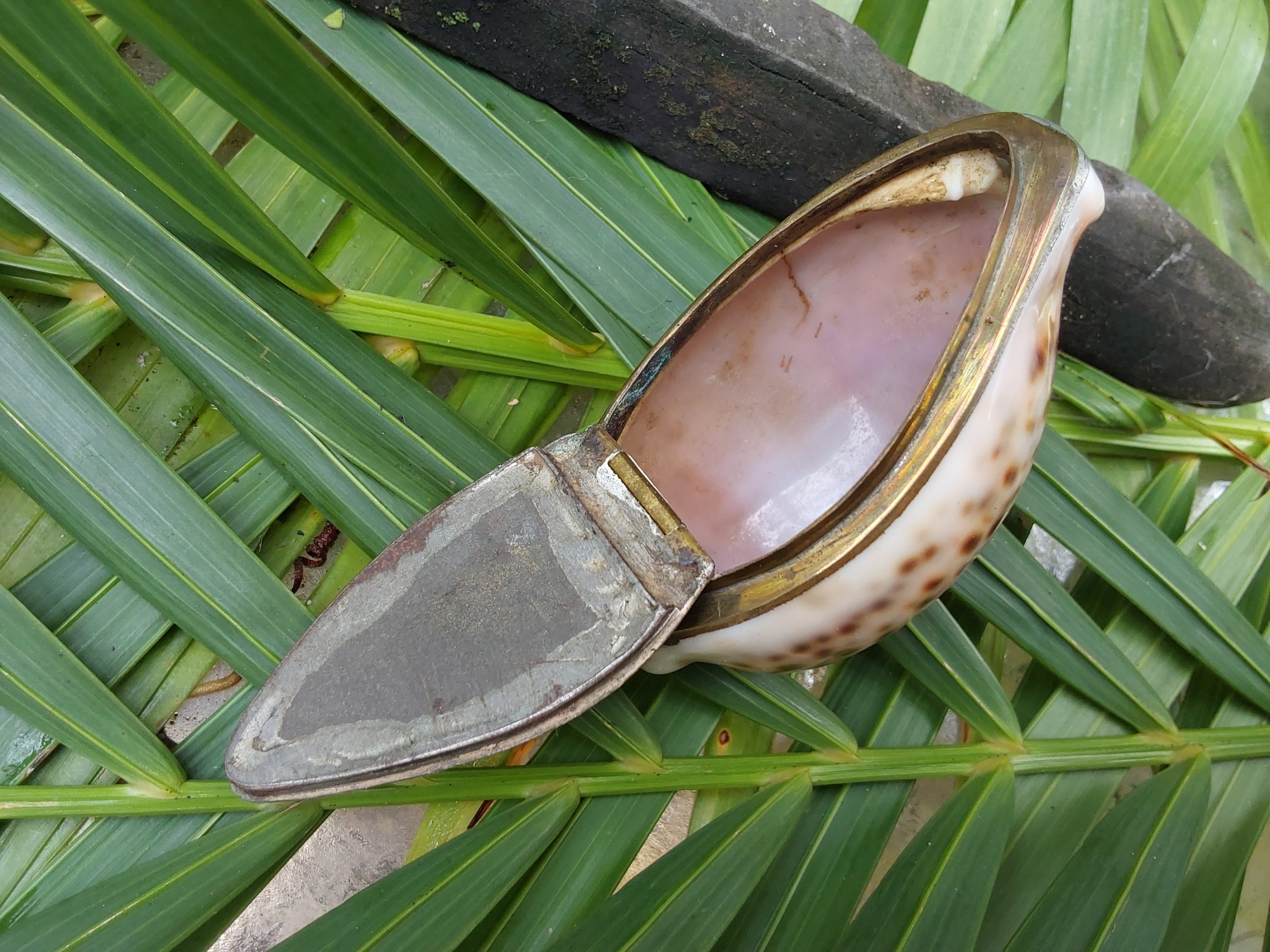 Victorian Cowrie Shell Snuff Box Antique Sea Shell Hinged - Etsy
