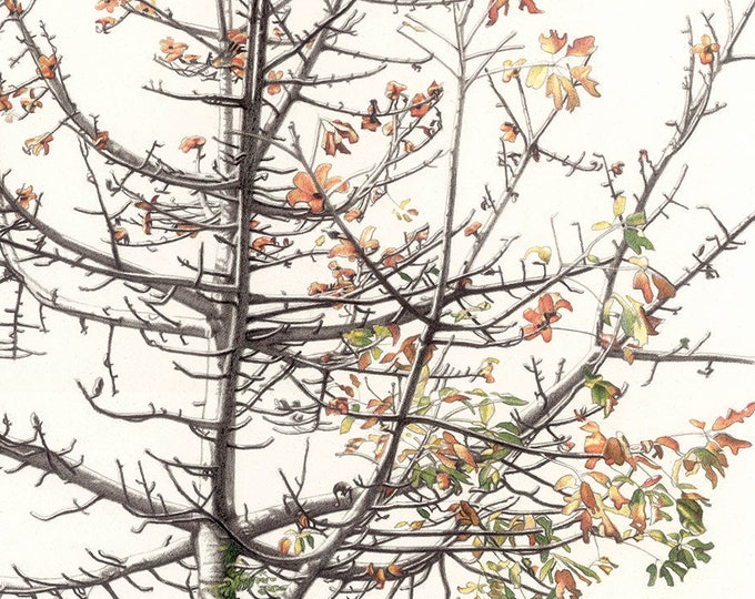 Blossoming Tree Pencil Drawing, Tree Art Print, Tree Branch Art, Tree ...