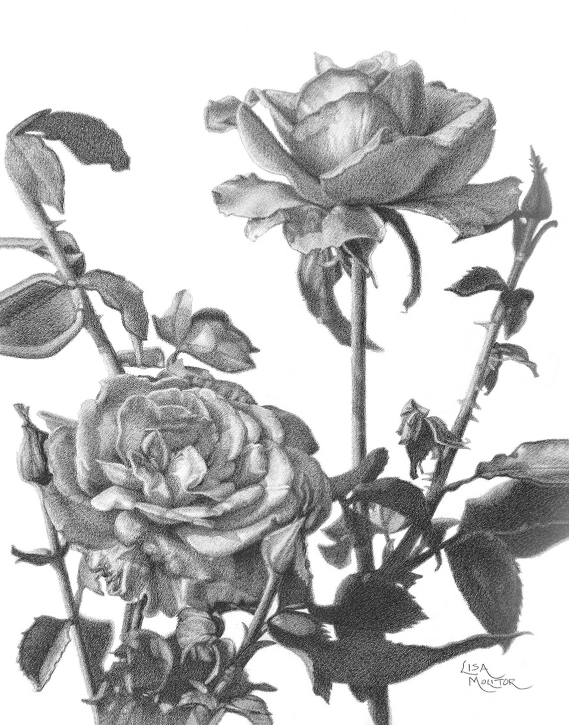 Rose Drawing, Rose Art Print, Rose Pencil Drawing, Flower Pencil Art ...