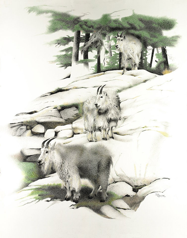 Mountain Goat Drawing, Mountain Goat Art Print, Mountain Goat ...