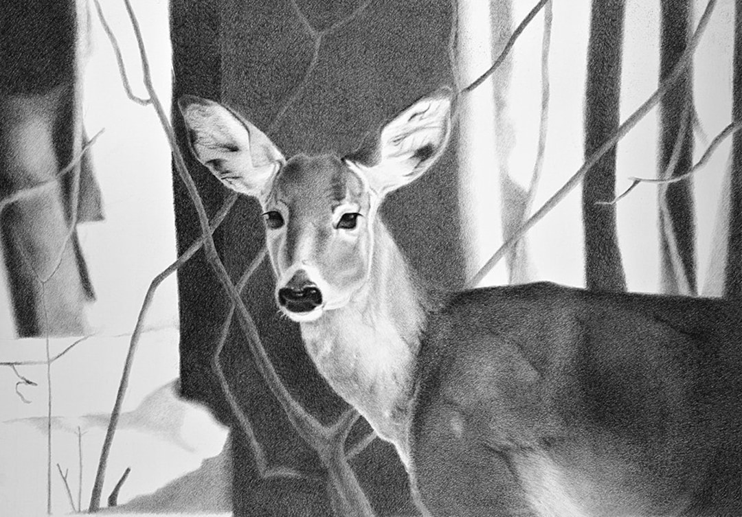Deer Drawing, Deer Art Print, Whitetail Deer Drawing, Deer Illustration ...