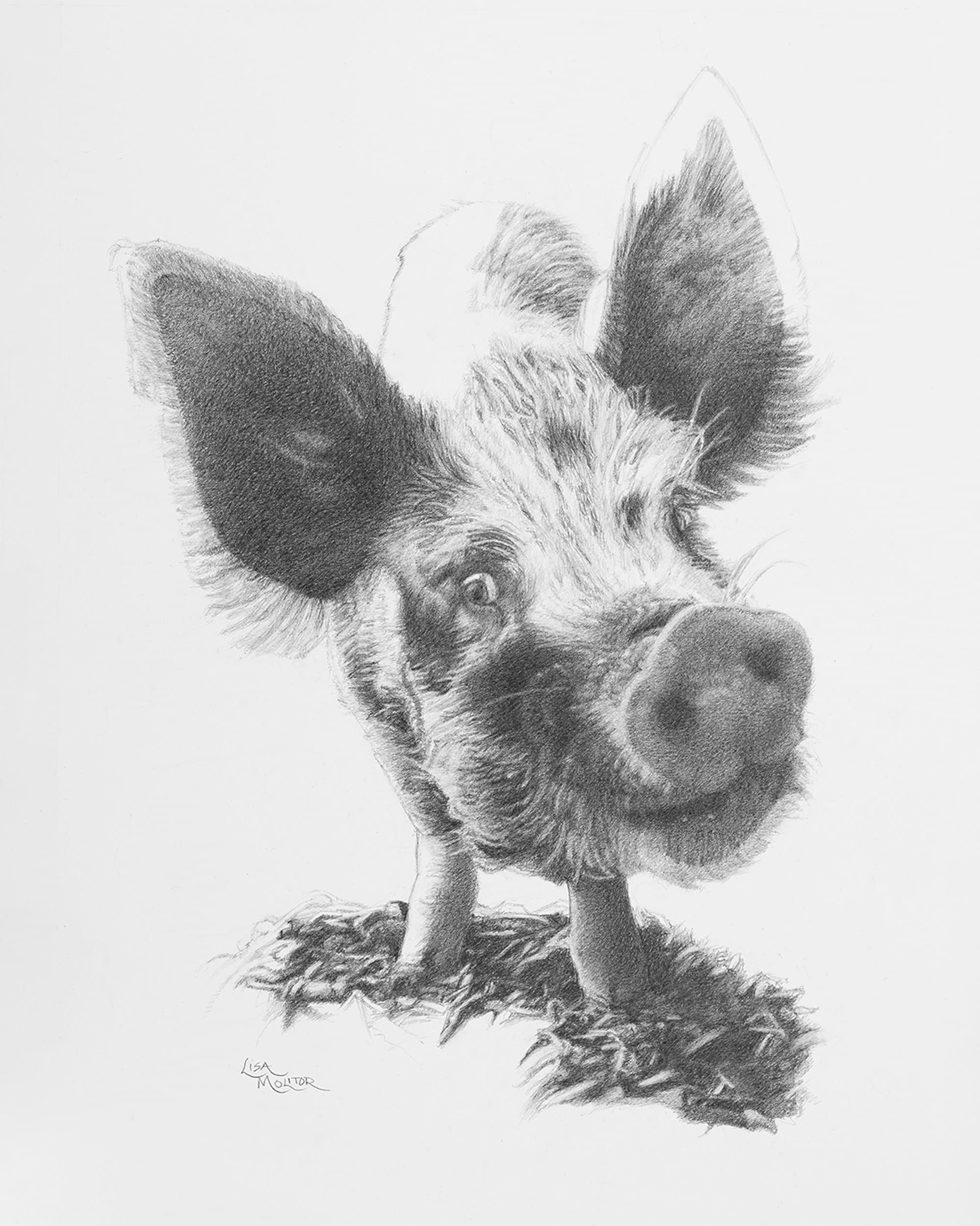 Pig Pencil Drawing, Pig Print, Pig Art, Farm Animal Art, Cute Pig Art ...