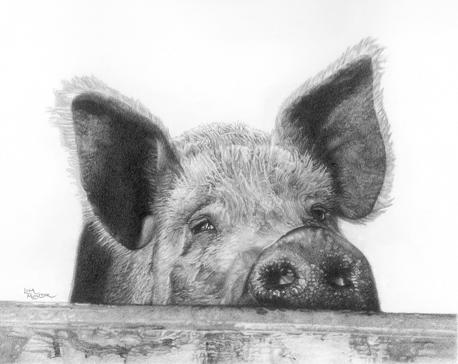 Pig Pencil Drawing, Pig Print, Pig Art, Farm Animal Art, Cute Pig Art ...
